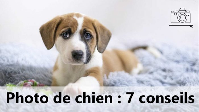 7 astuces pour photographier un chien | Apprenti photographe